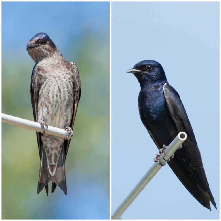 How to Identify your Purple Martin’s – Purple Martin House.com